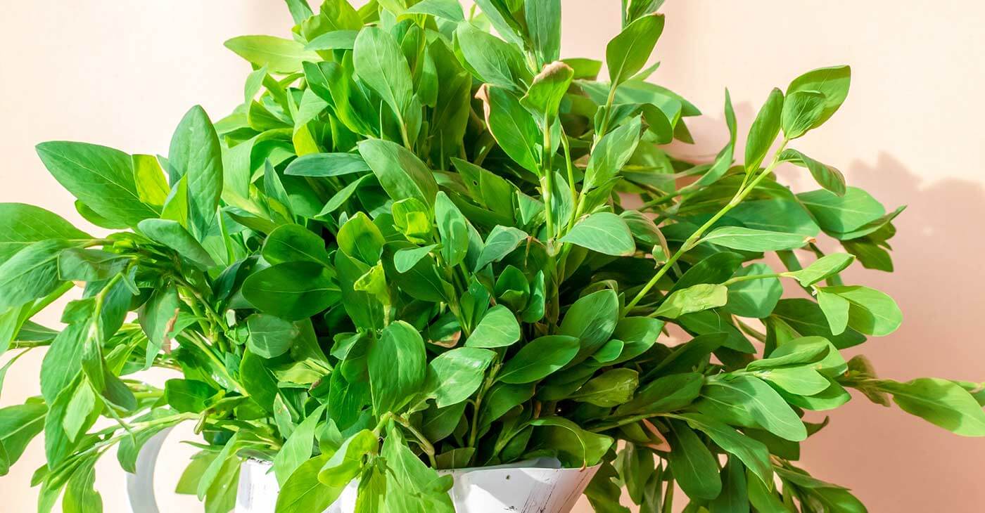 Rdest ptasi - Właściwości Jak stosować Skutki uboczne - Zielares