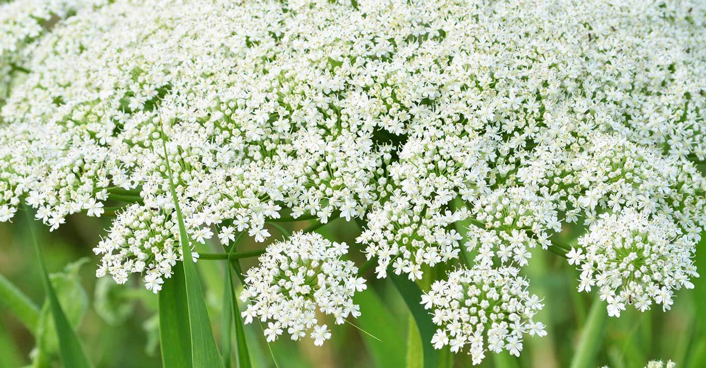 Szalej jadowity (Cykuta) - Objawy zatrucia i Pierwsza pomoc - Zielares