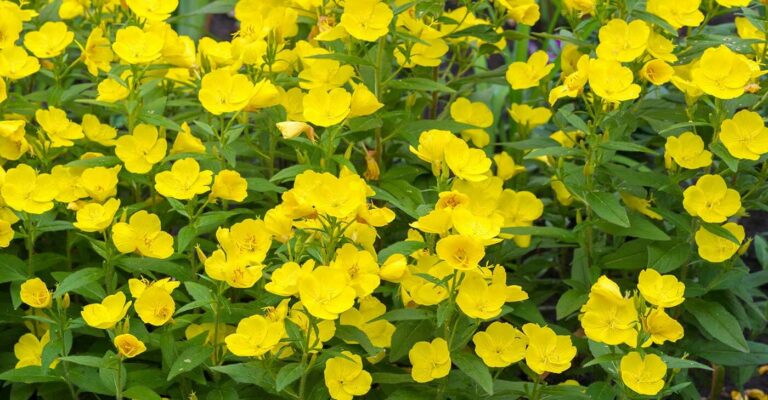 Wiesiołek - Na co może pomóc? Właściwości i Działanie - Zielares