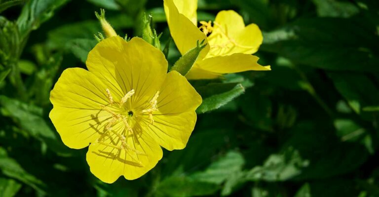 Wiesiołek - Na co może pomóc? Właściwości i Działanie - Zielares