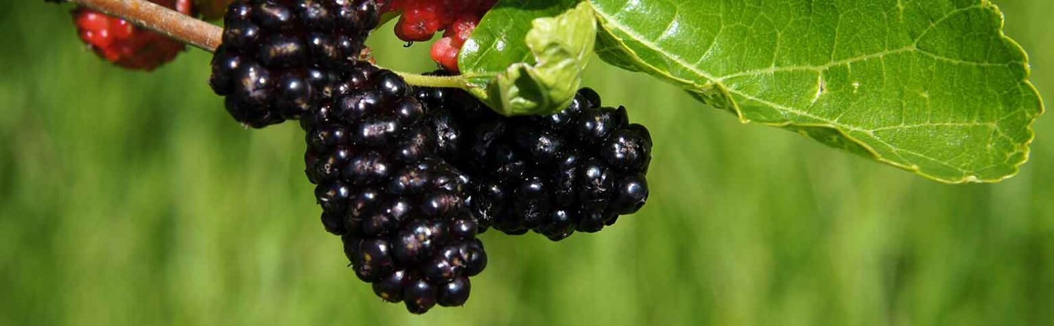 Morwa czarna - Właściwości i Na co może pomóc - Zielares