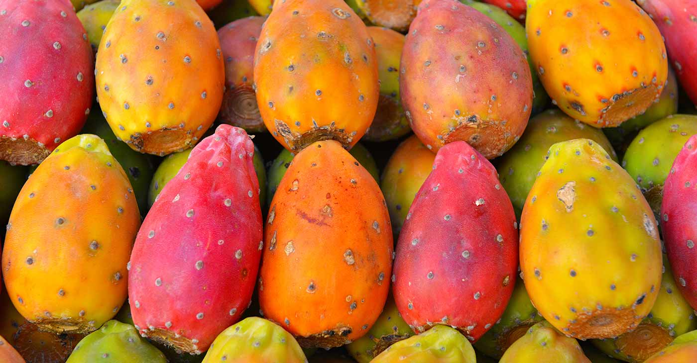 Opuncja figowa - Na co może pomóc? Właściwości i Działanie - Zielares