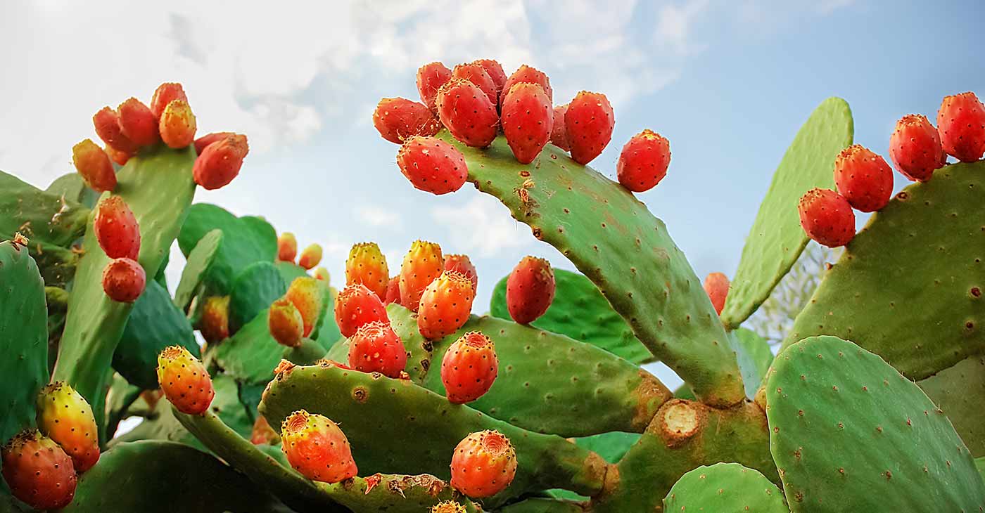 Opuncja figowa - Na co może pomóc? Właściwości i Działanie - Zielares