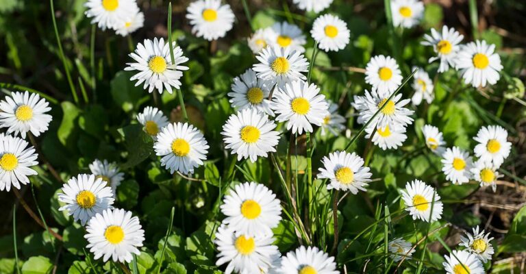 Stokrotka pospolita - Czy jest trująca? Właściwości i Działanie - Zielares