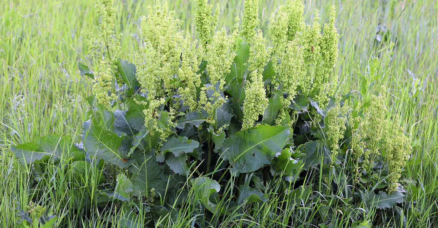 Kobylak - Szczaw kędzierzawy - Właściwości i Działanie - Zielares