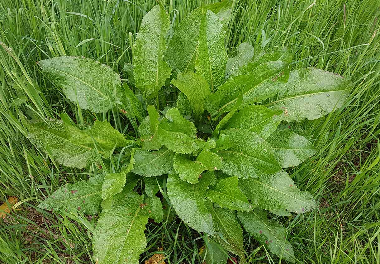 Kobylak - Szczaw kędzierzawy - Właściwości i Działanie - Zielares