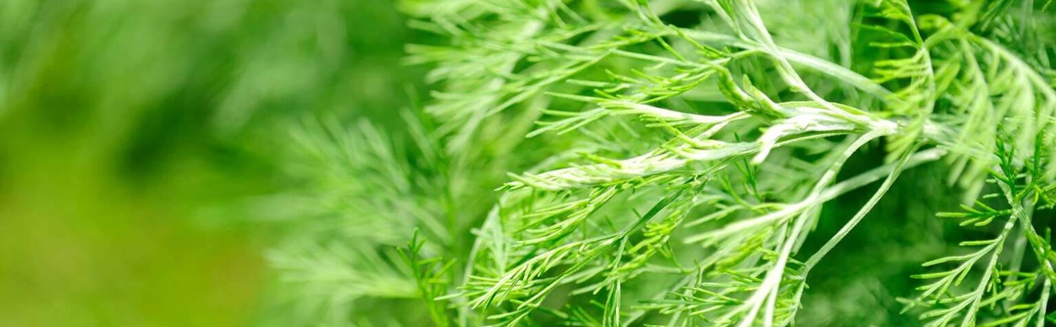 Bylica boże drzewko - Właściwości i Działanie - Zielares