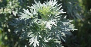 Bylica pospolita - Właściwości i Przeciwwskazania - Zielares