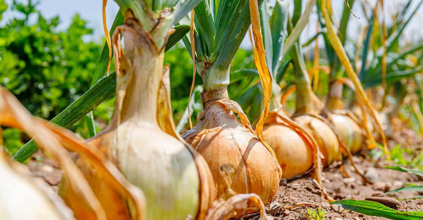 Cebula - Właściwości Działanie Zastosowanie i Efekty - Zielares