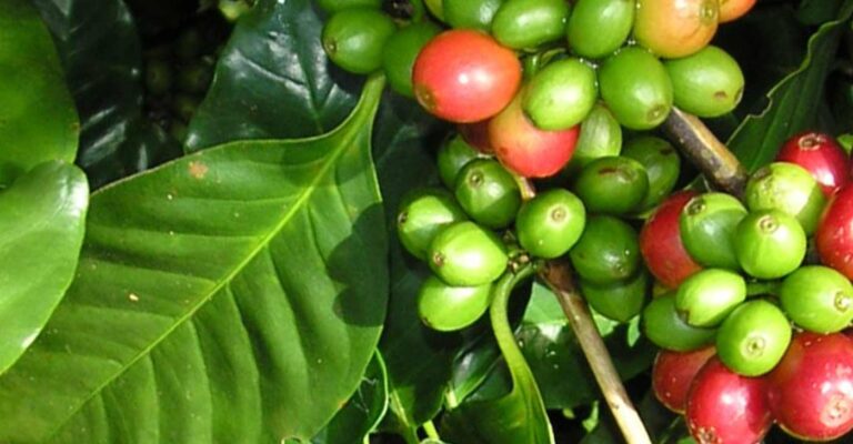 Griffonia simplicifolia - Działanie i Przeciwwskazania - Zielares