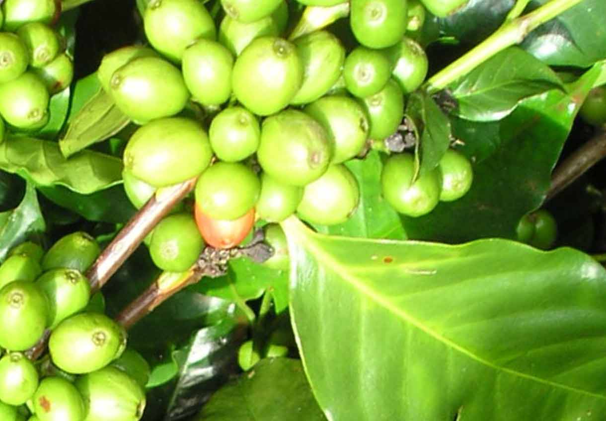 Griffonia simplicifolia - Działanie i Przeciwwskazania - Zielares