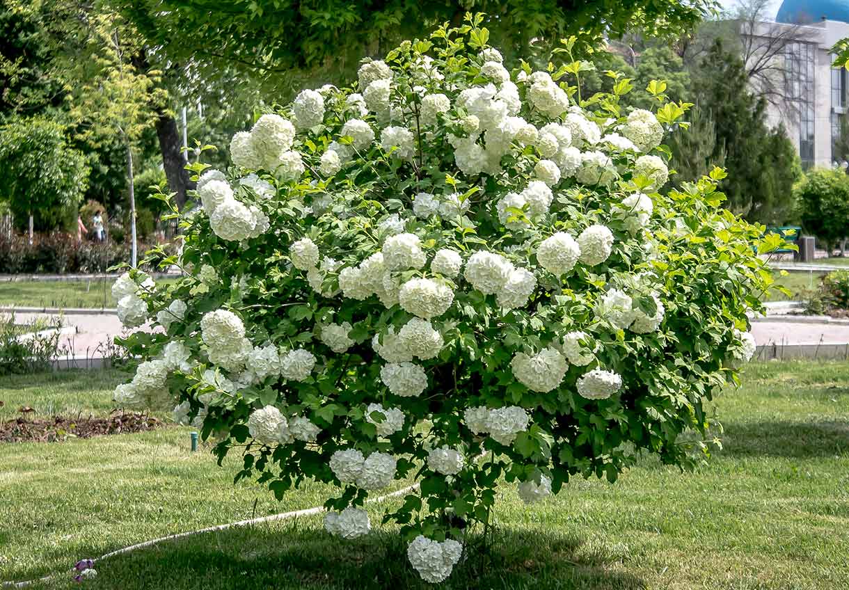 Kalina koralowa - Właściwości Zastosowanie Działanie - Zielares