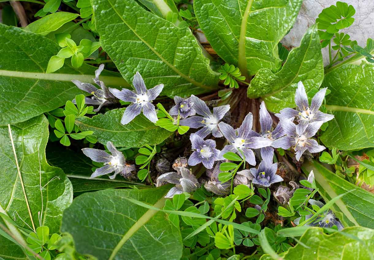 Mandragora - Właściwości Działanie i Zastosowanie - Zielares