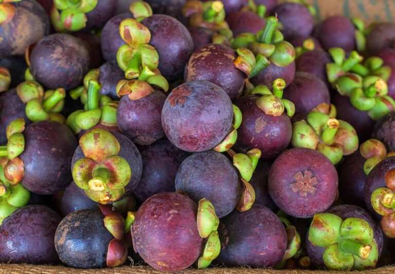 Mangostan - Co to jest? Właściwości i Działanie - Zielares