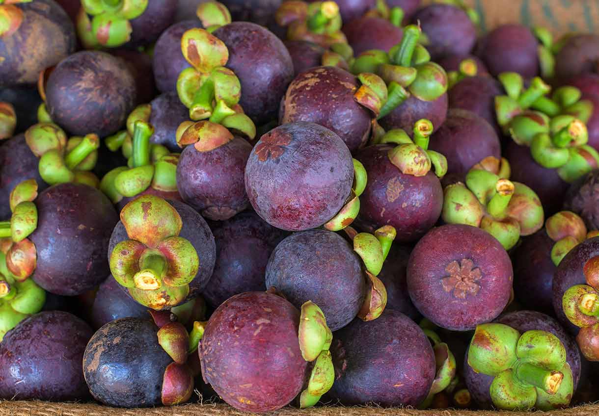 Mangostan - Co to jest? Właściwości i Działanie - Zielares