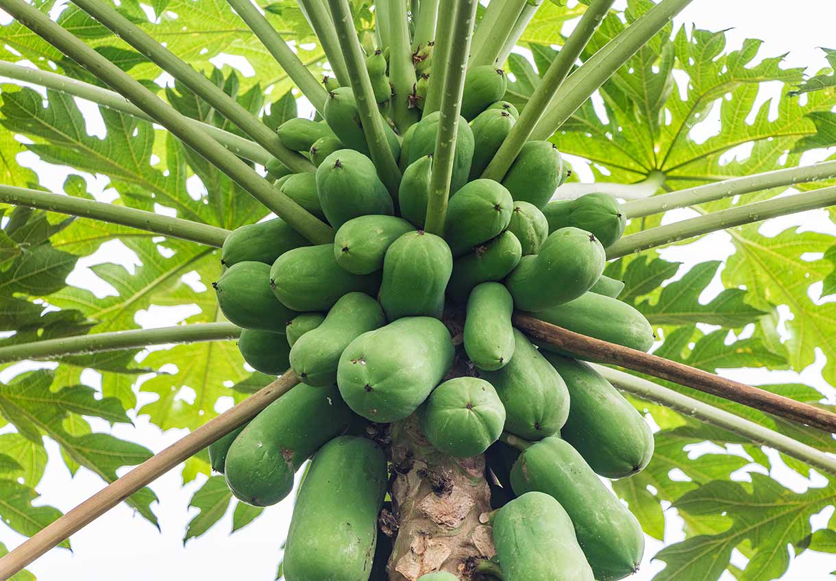 Papaja - Właściwości Działanie i Jak ją jeść - Zielares