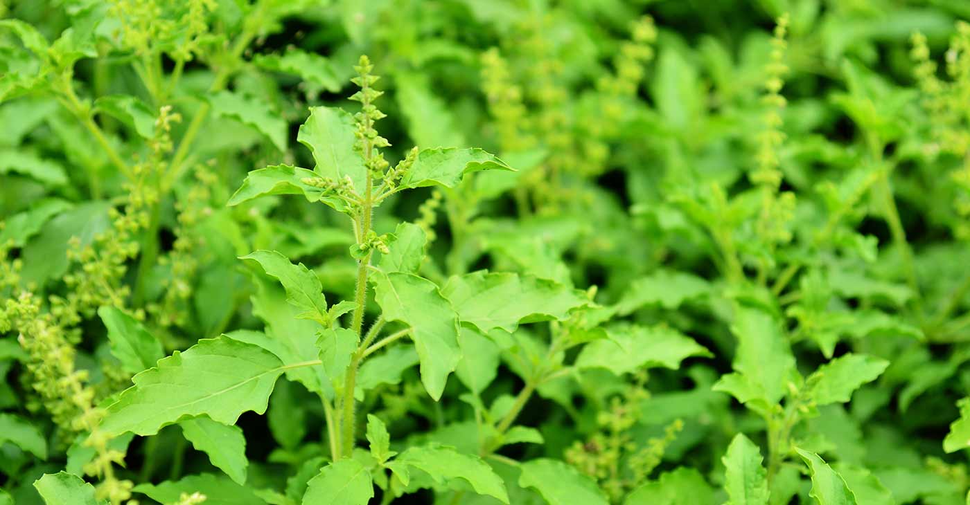 Święta bazylia - Właściwości Skutki uboczne i Działanie - Zielares