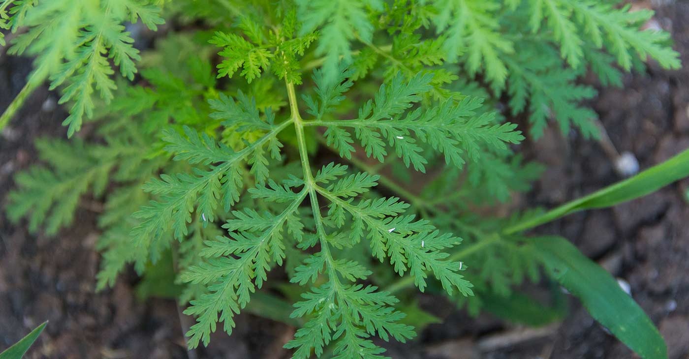 Bylica roczna - Artemisia annua - Właściwości i Działanie - Zielares