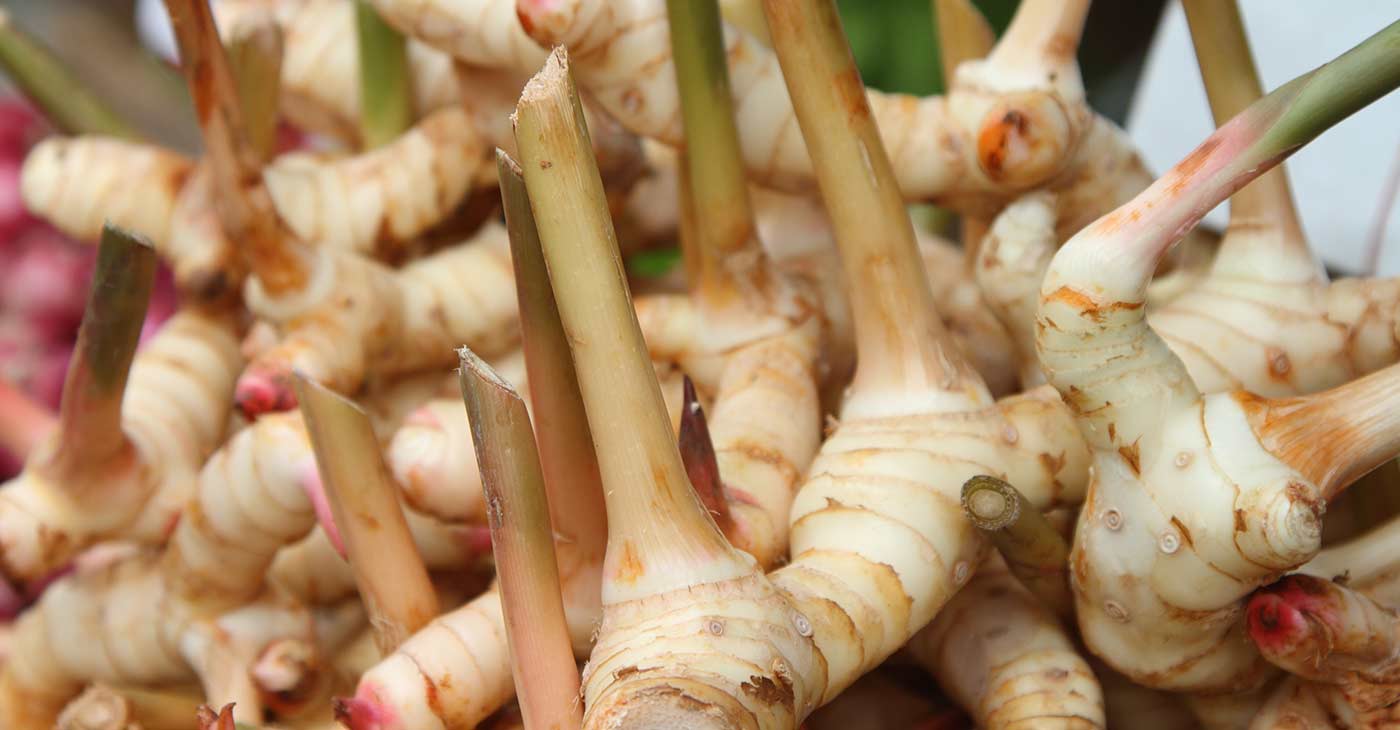 Galgant - Właściwości Działanie Przeciwwskazania - Zielares