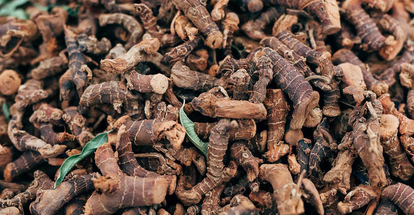 Galgant - Właściwości Działanie Przeciwwskazania - Zielares