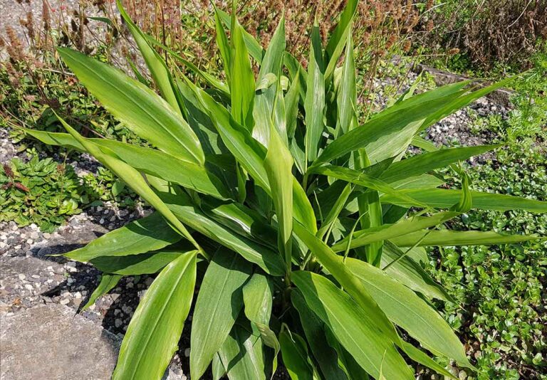 Galgant - Właściwości Działanie Przeciwwskazania - Zielares