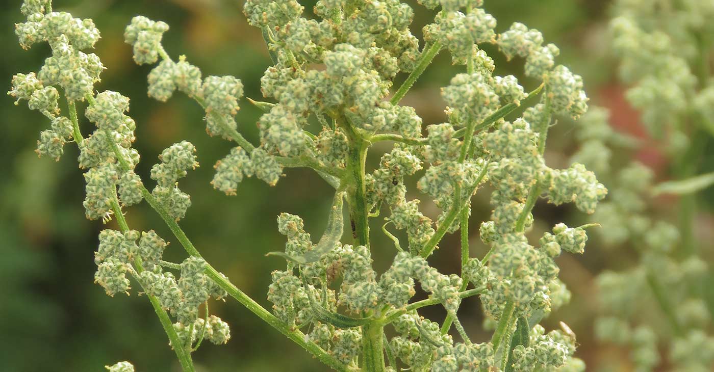 Komosa biała (Lebioda) - Właściwości i Działanie - Zielares