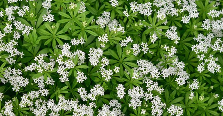 Marzanka wonna - Właściwości Działanie i Przeciwwskazania - Zielares