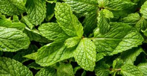 Mentol - Właściwości Zastosowanie i Skutki uboczne - Zielares