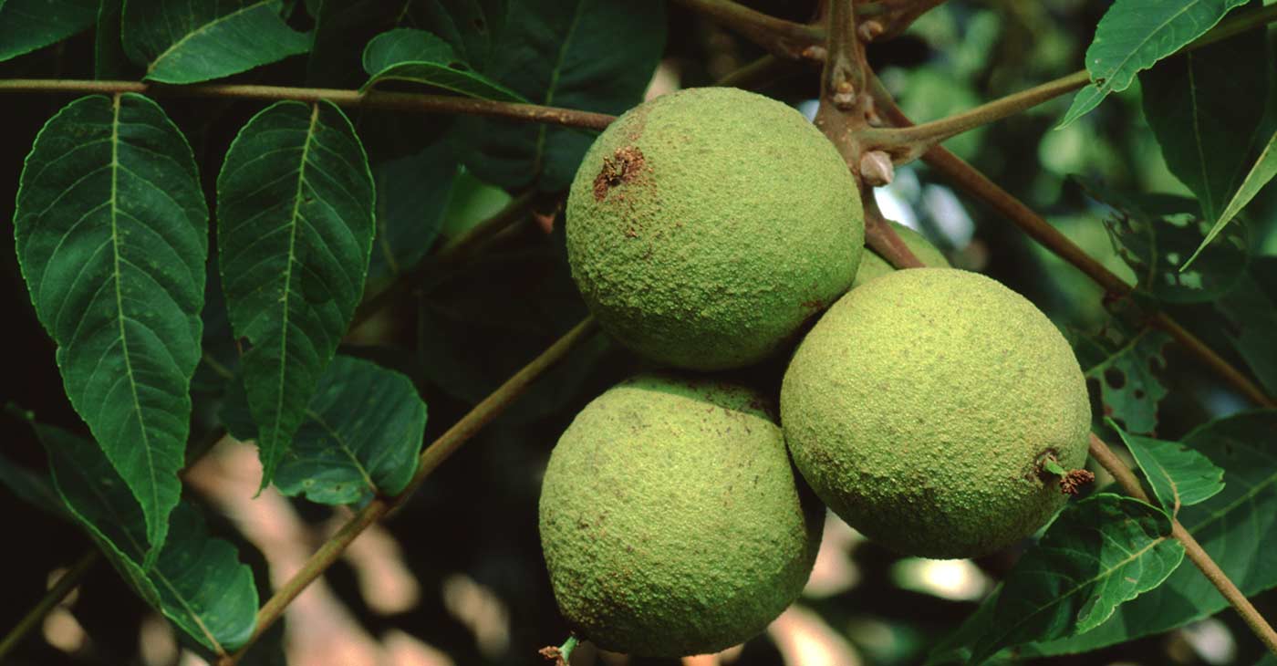 Orzech czarny - Właściwości Działanie Stosowanie - Zielares