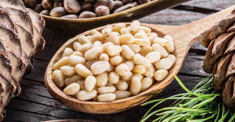 Orzeszki piniowe (piniole) - Właściwości i Działanie - Zielares