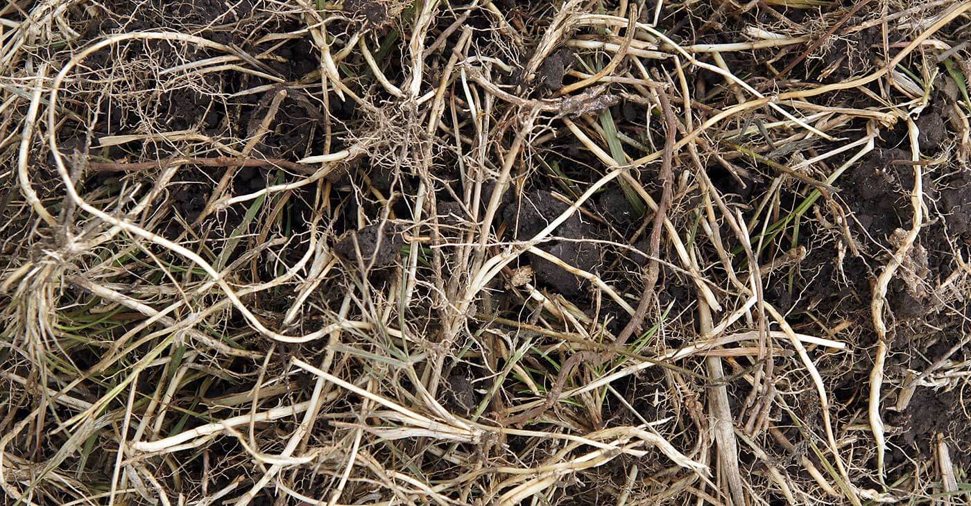 Perz właściwy - Właściwości i Skutki uboczne - Zielares