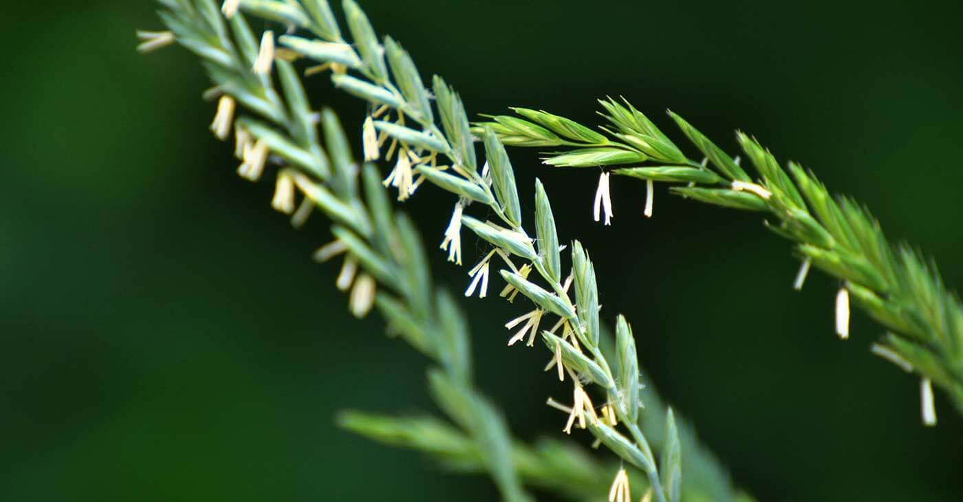 Perz właściwy - Właściwości i Skutki uboczne - Zielares