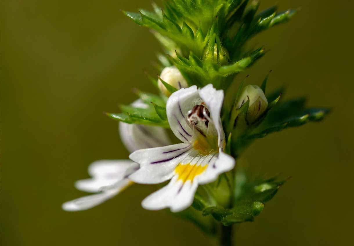 Świetlik lekarski - Jak stosować i Na co może pomóc - Zielares