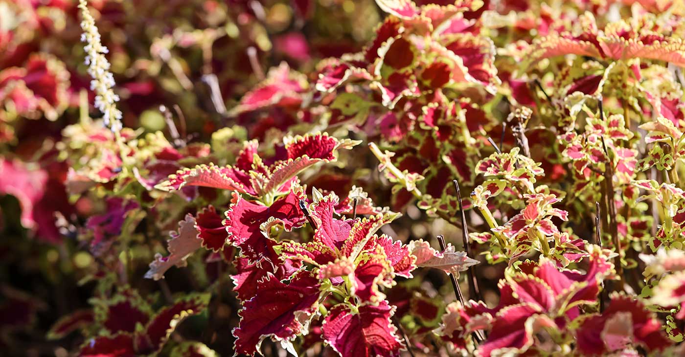 Forskolina - Działanie Efekty Skutki uboczne - Zielares