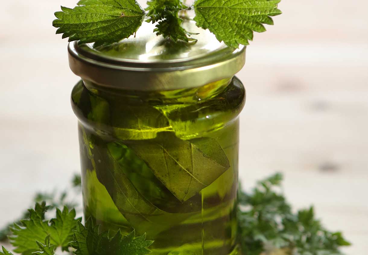 Syrop z pokrzywy - Przepis Jak zrobić Właściwości - Zielares