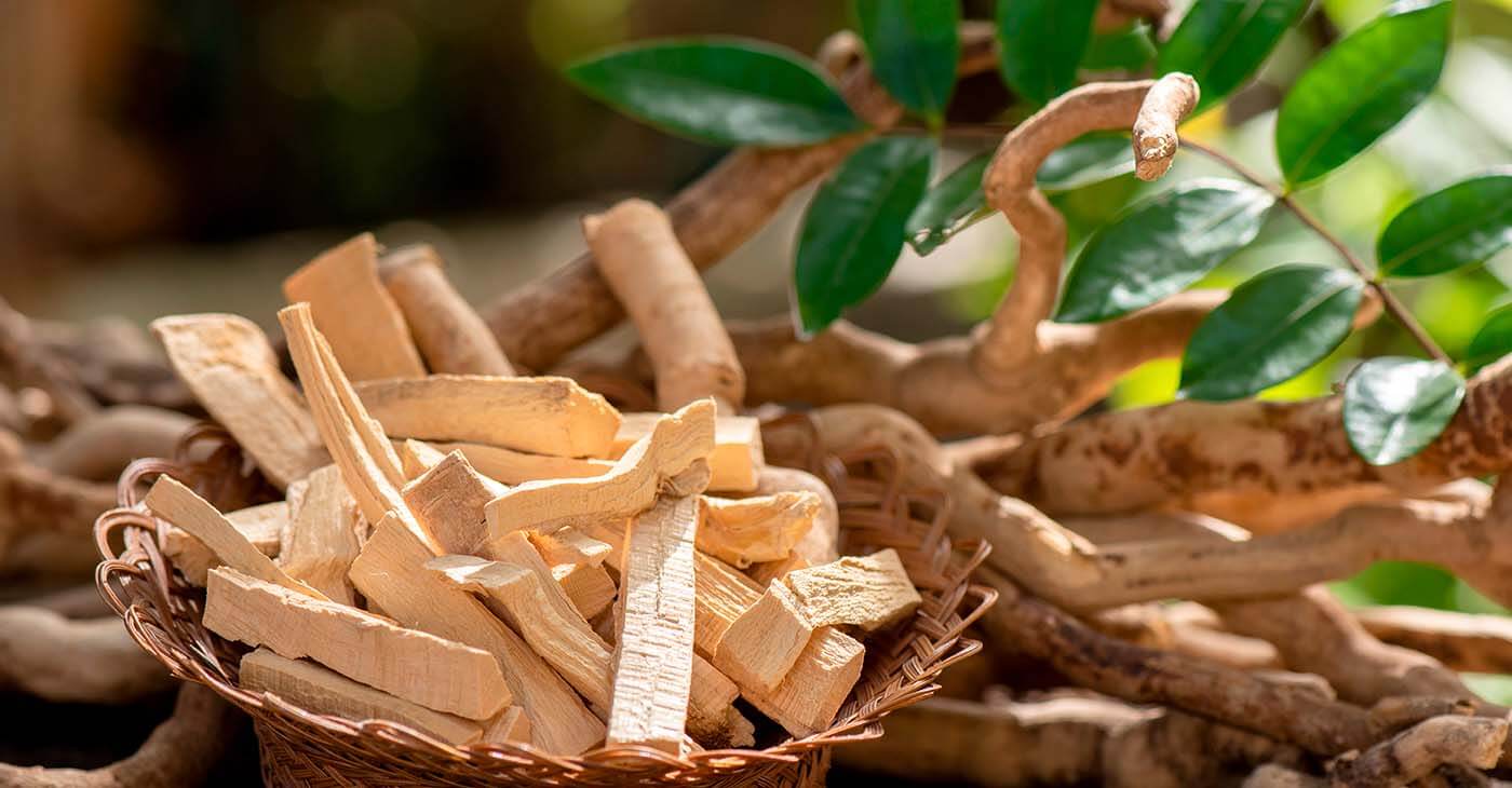 Tongkat ali - Właściwości Skutki uboczne Dawkowanie - Zielares