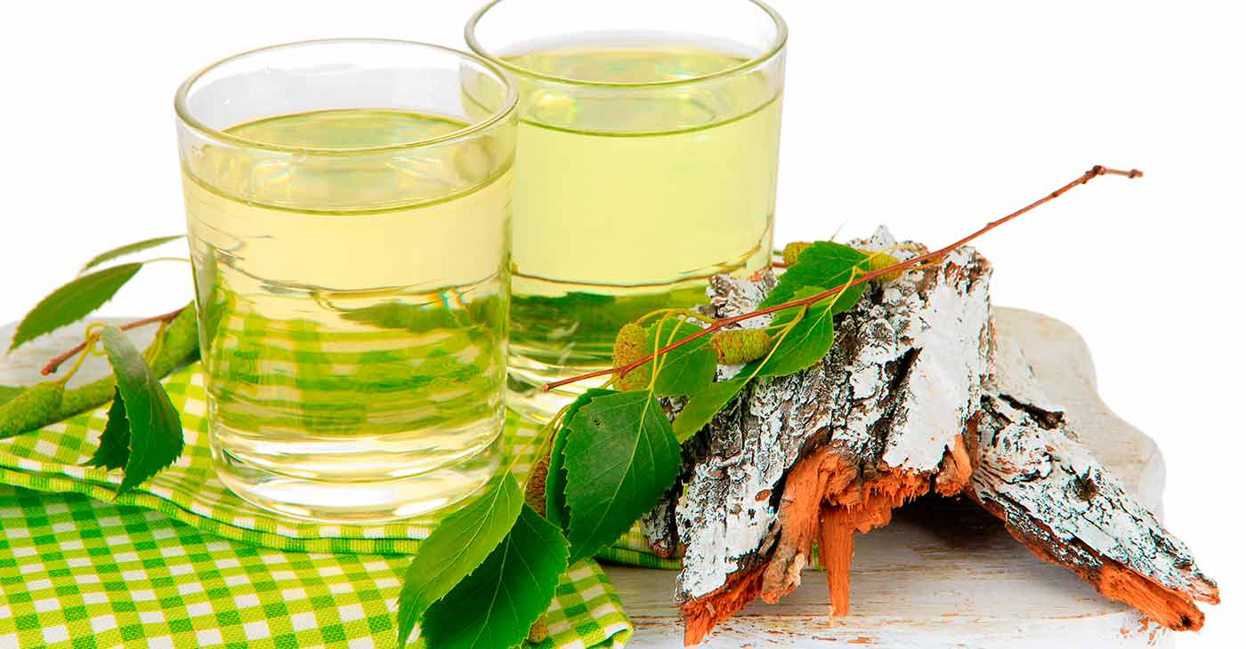 Sok z brzozy - Jak pić Ile pić Kiedy pić - Zielares