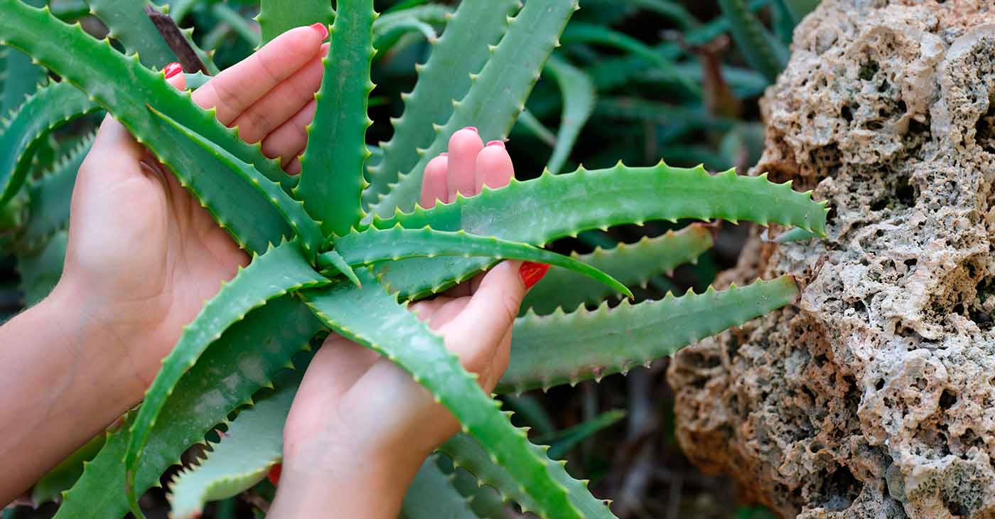 Jak rozpoznać aloes leczniczy? Na co zwrócić uwagę? - Cechy - Zielares