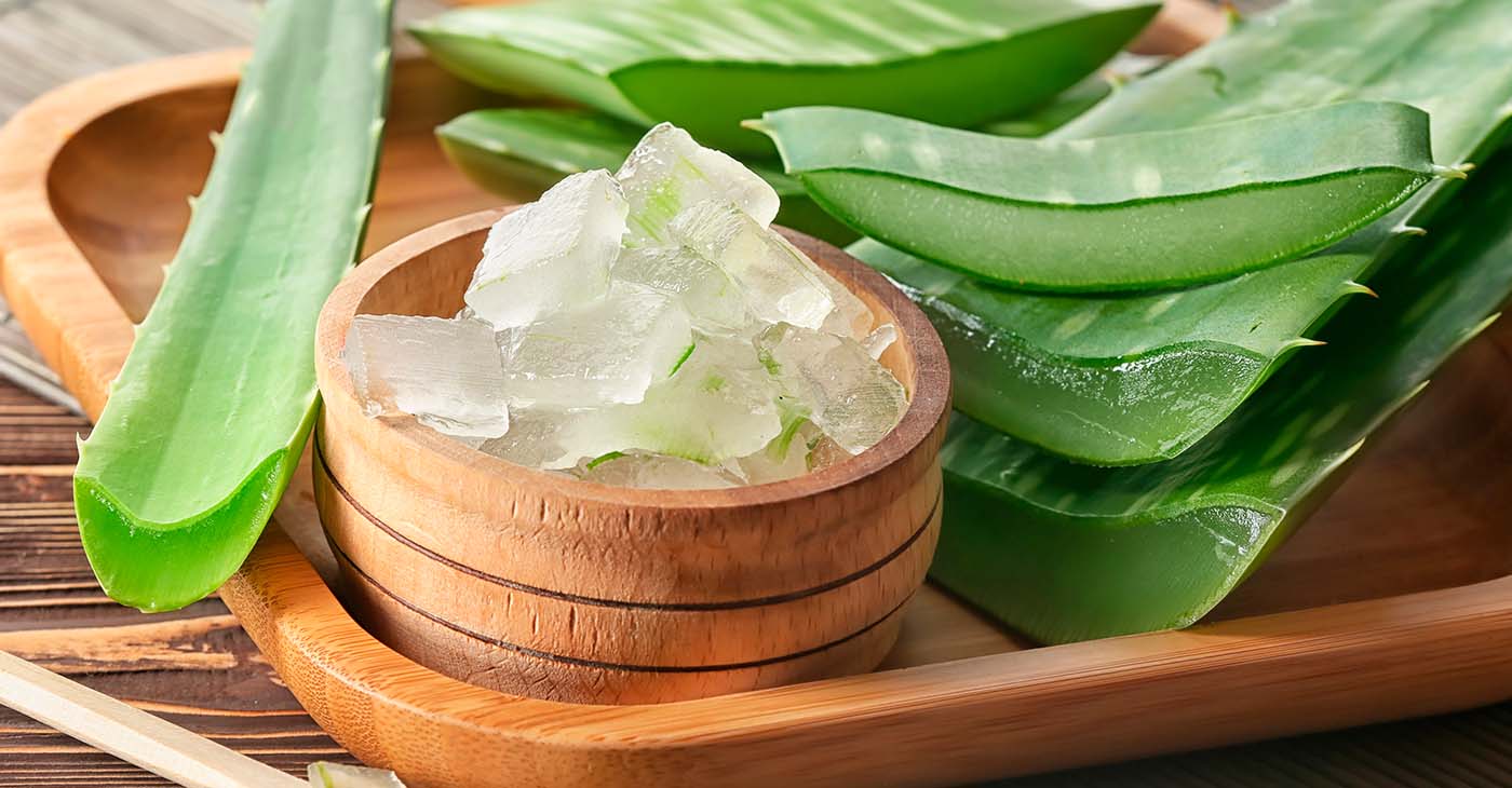 Jak rozpoznać aloes leczniczy? Na co zwrócić uwagę? - Cechy - Zielares