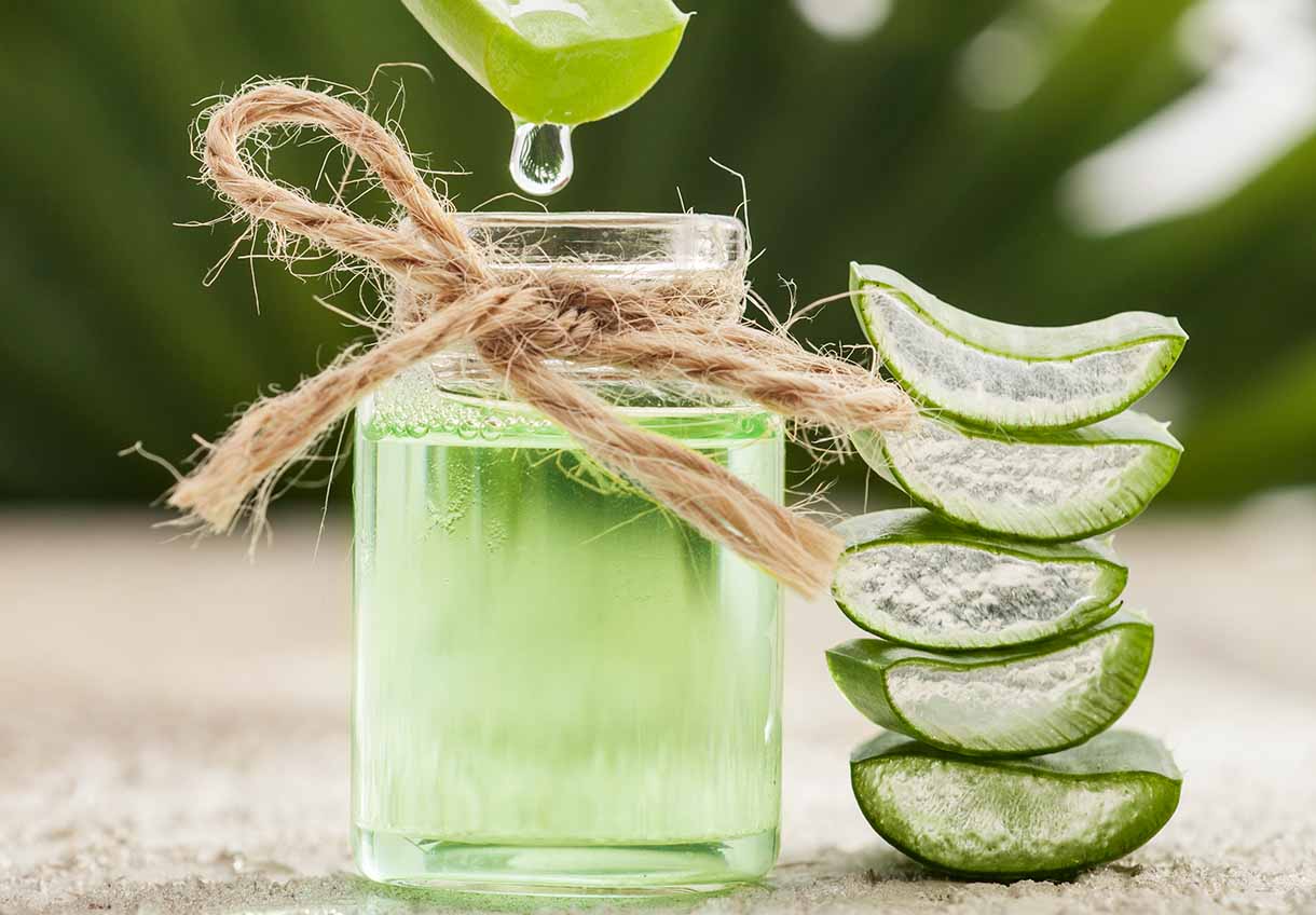 Jak rozpoznać aloes leczniczy? Na co zwrócić uwagę? - Cechy - Zielares