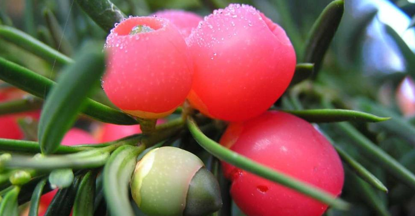 Czy cis jest trujący? Substancje toksyczne Objawy zatrucia- Zielares