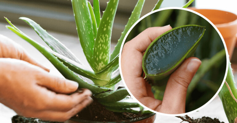 Czy aloes jest trujący? Części toksyczne i Objawy zatrucia - Zielares