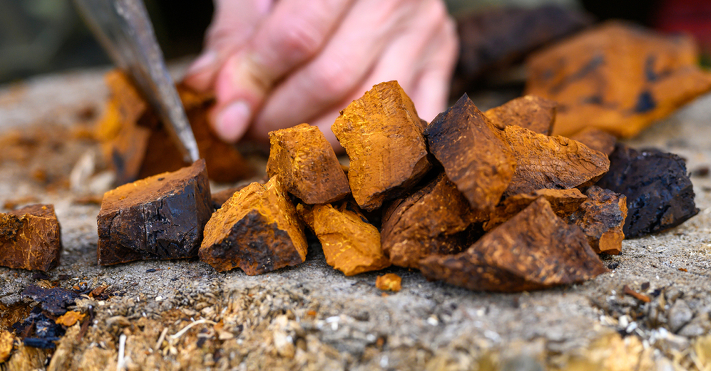 Skutki uboczne stosowania chagi - Kto powinien jej unikać? - Zielares