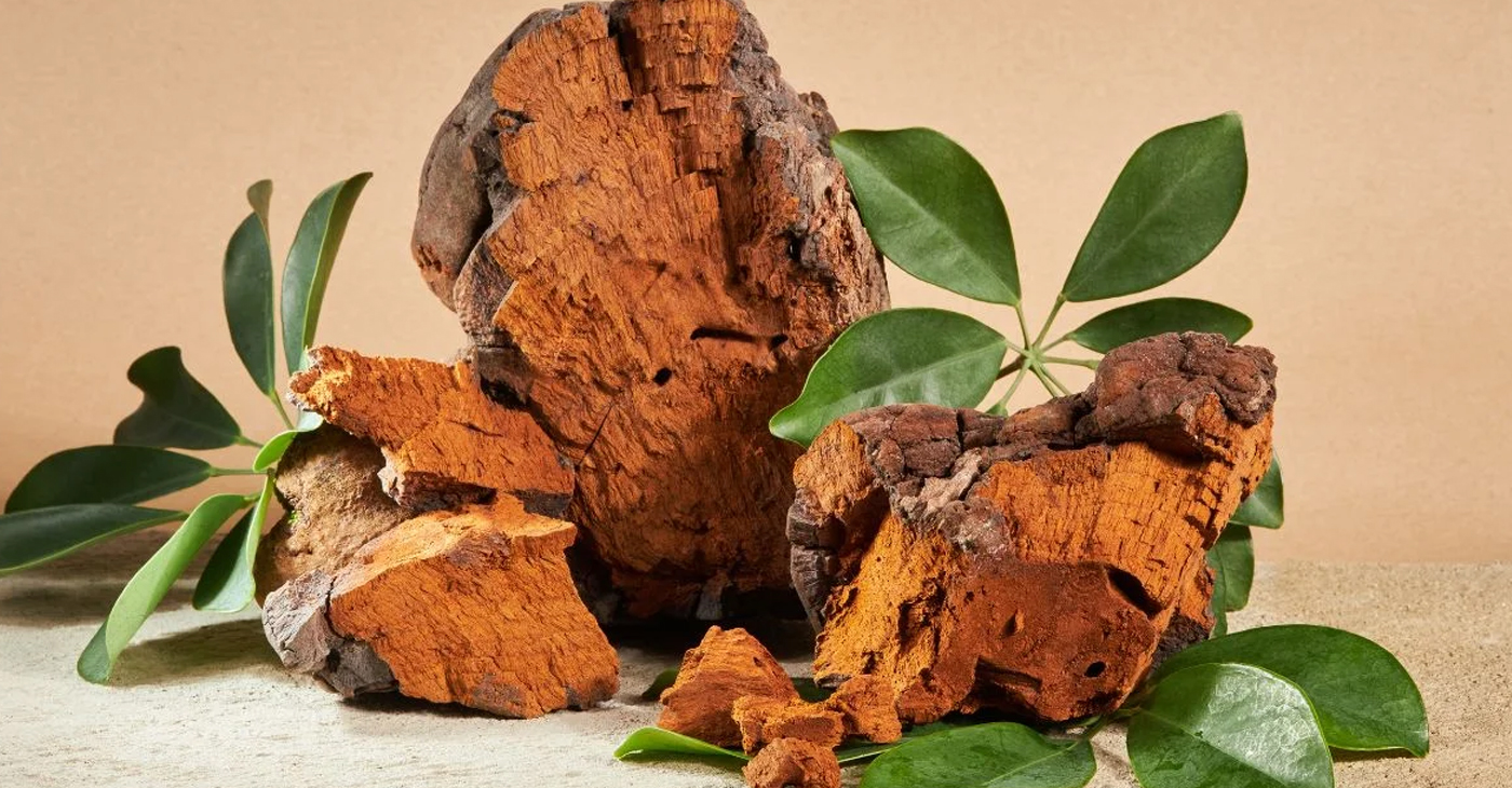 Skutki uboczne stosowania chagi - Kto powinien jej unikać? - Zielares